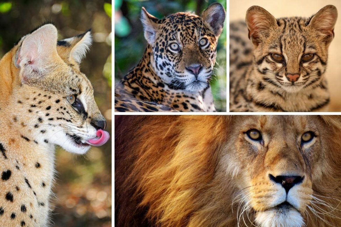 Which Big Cat Are You? - Personality Quizzes - Scuffed Entertainment