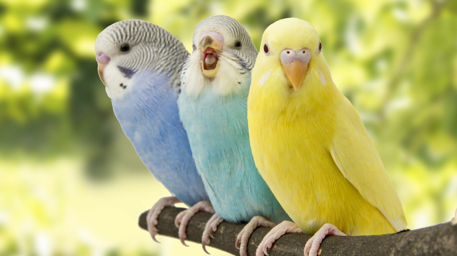 Bird Quiz - Find How Much You Know Birds - Trivia Quizzes