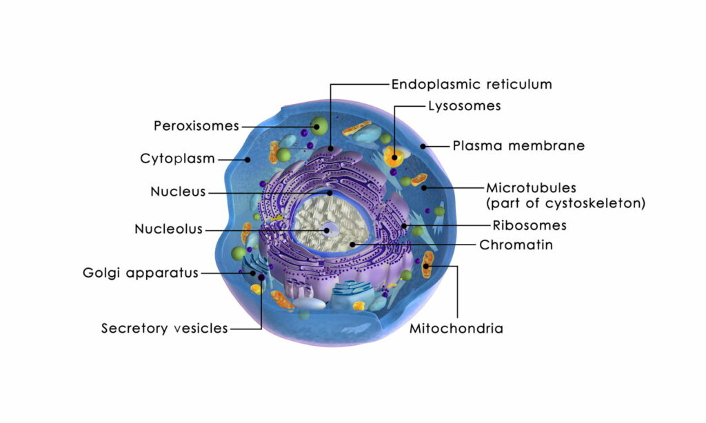 Cell Parts And Functions Quiz Trivia Quizzes Scuffed Entertainment