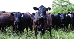 How Many Cows Am I Worth? Cows Calculator - Scuffed Entertainment