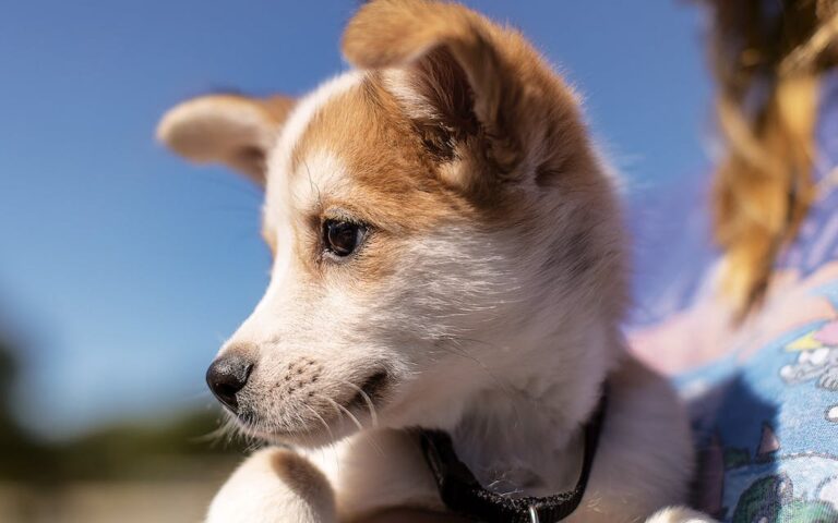 How Many Dogs Am I Worth? Dogs Calculator - Scuffed Entertainment