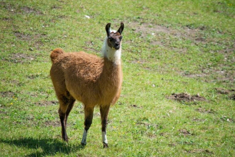 How Many Llamas Am I Worth? LLamas Calculator