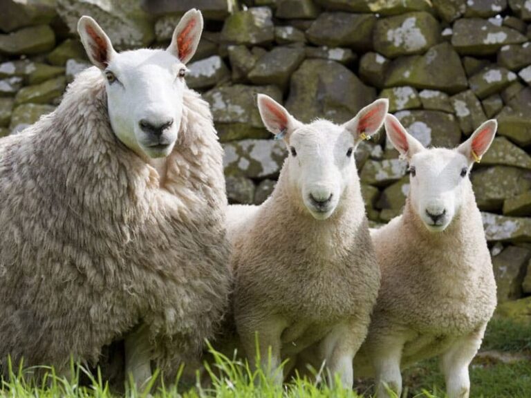 How Many Sheep Am I Worth? Sheep Calculator - Scuffed Entertainment